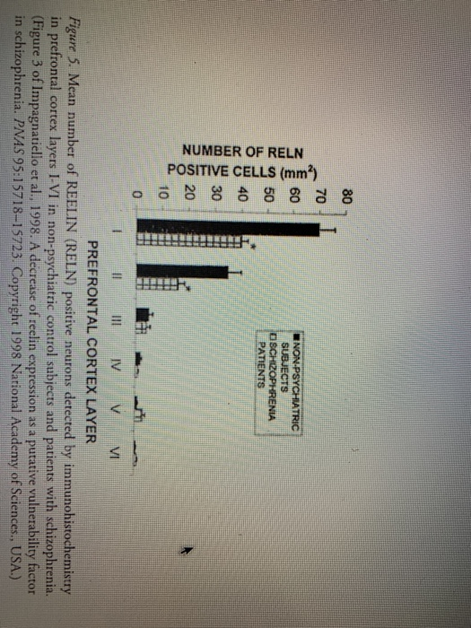 Solved What is the role of reelin in the brain? According to | Chegg.com