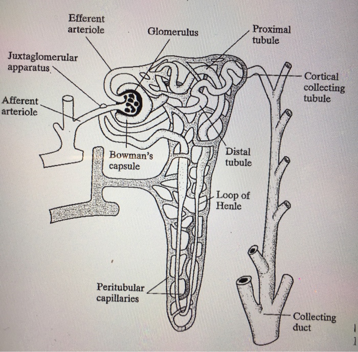 Solved The renal tubules in your kidney are not straight. | Chegg.com