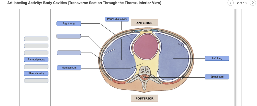 Solved Art-labeling Activity: Body Cavities (Transverse | Chegg.com