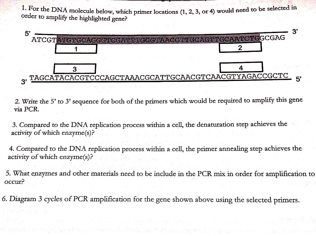 Solved 1. F or the DNA molecule below, which primer | Chegg.com