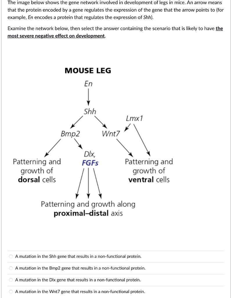 Solved The image below shows the gene network involved in | Chegg.com