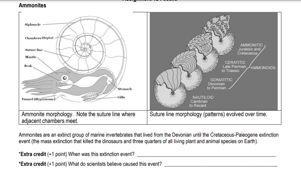Solved Ammonites Siphunele Chambers (Septa) Suture line | Chegg.com