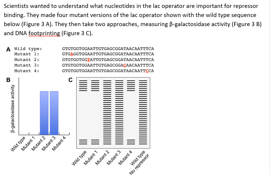 Solved Does the data from the DNA footprinting experiment | Chegg.com