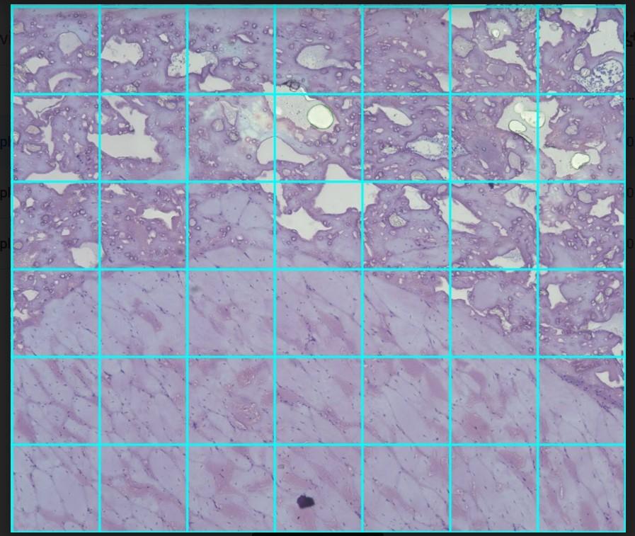 Solved Classify the tissues under each intersection of lines | Chegg.com