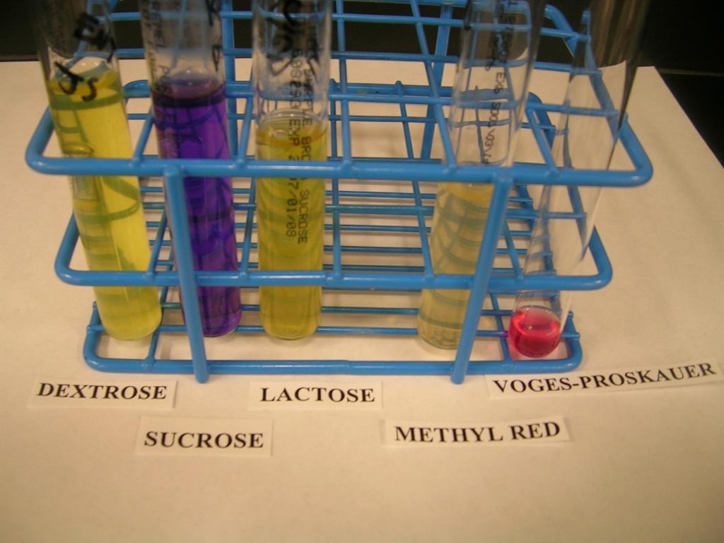 7. Record results for glucose, lactose, sucrose, and | Chegg.com