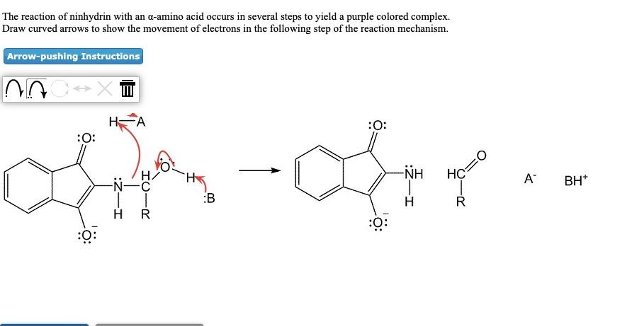 Solved The reaction of ninhydrin with an a-amino acid occurs | Chegg.com