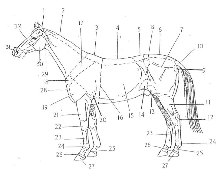 Horse Body Parts