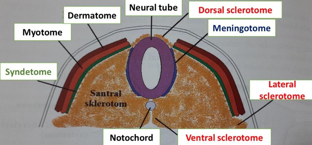 Sclerotome Myotome Dermatome