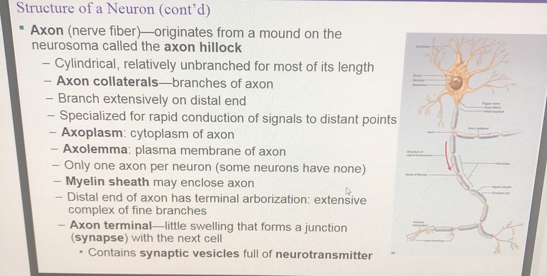 Terminal Arborization