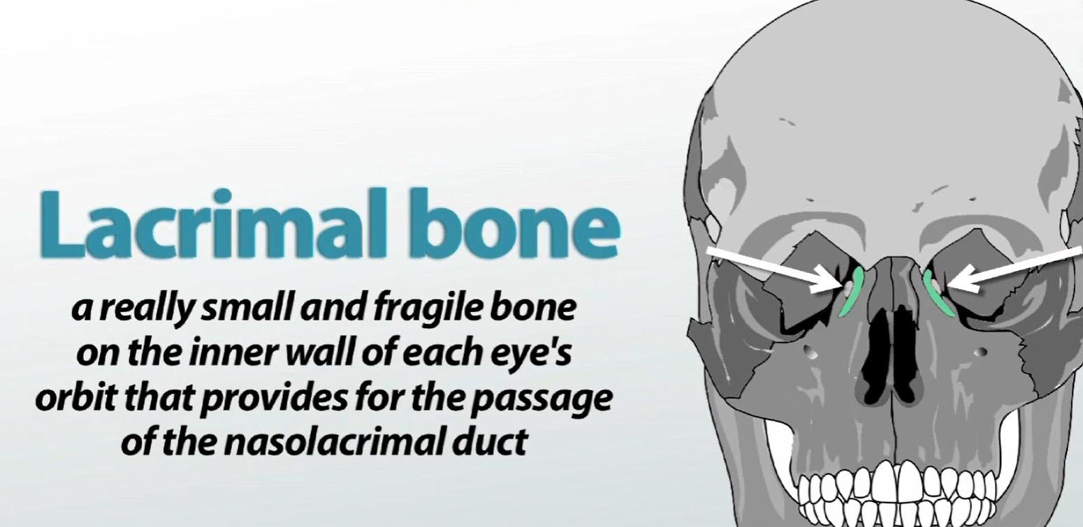 Lacrimal Bone