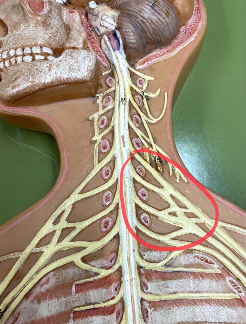 Phrenic Nerve Model