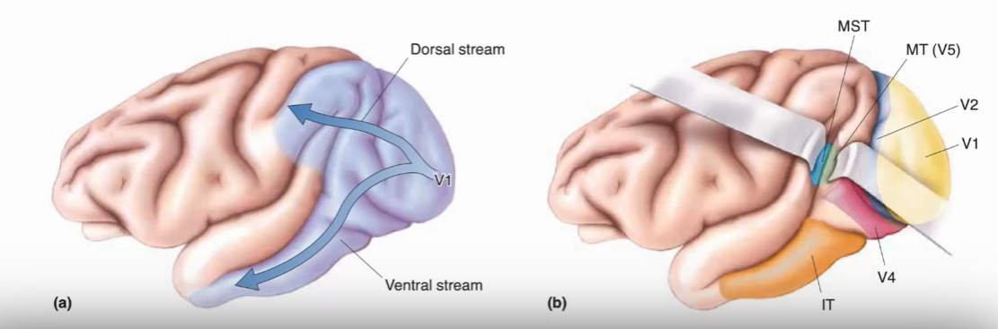 Visual Cortex V1 V2 V3 V4 V5