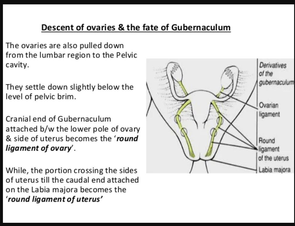 Gubernaculum Ovary
