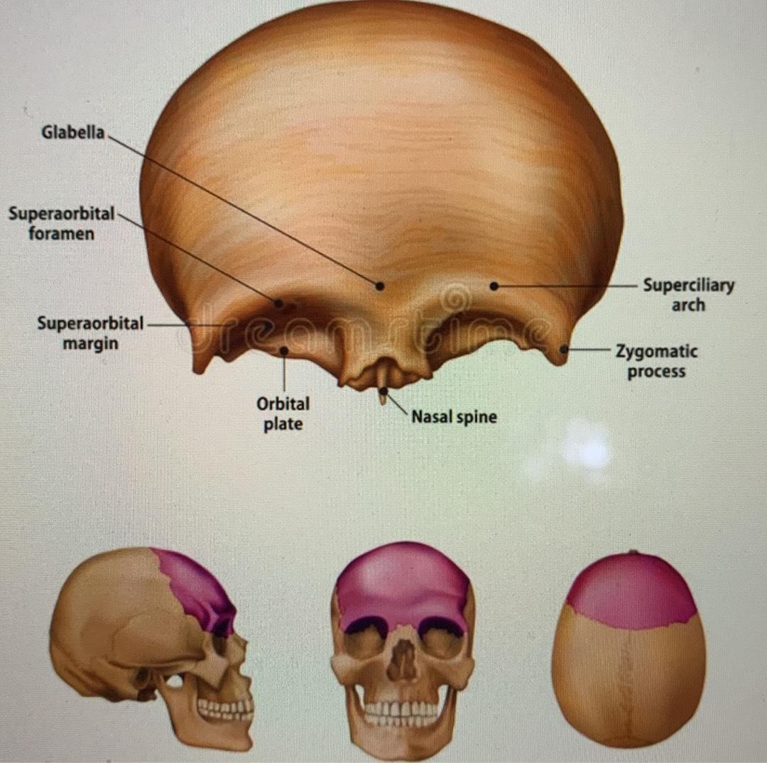 Superciliary Arch