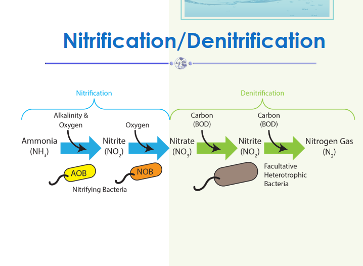 Nitrification And Denitrification