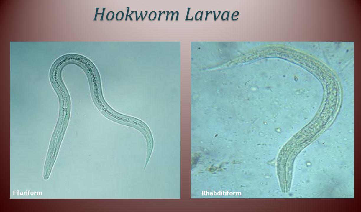 Hookworm Rhabditiform Larvae