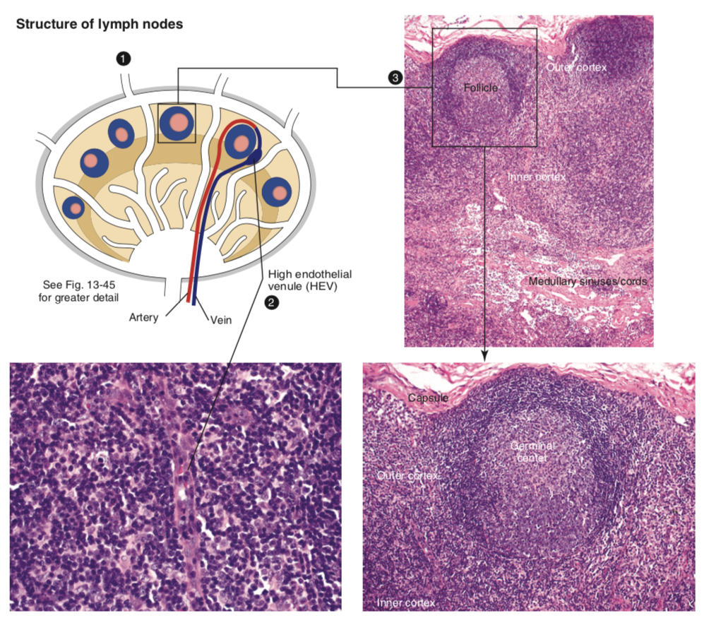 Secondary Follicle Lymph Node