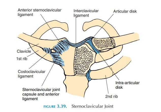 Articular Disc Of Sternoclavicular Joint