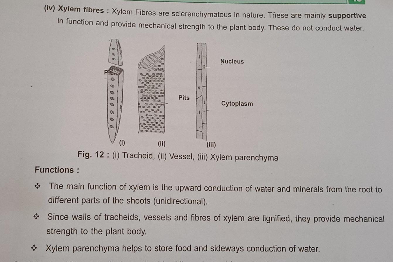 Xylem Fibres