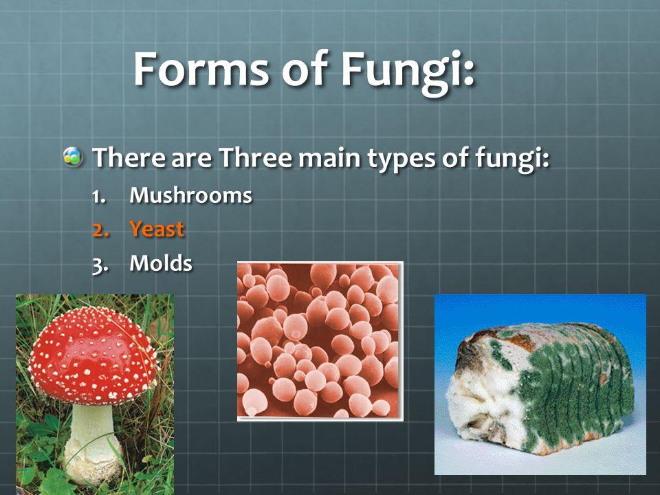 3 Types Of Fungi