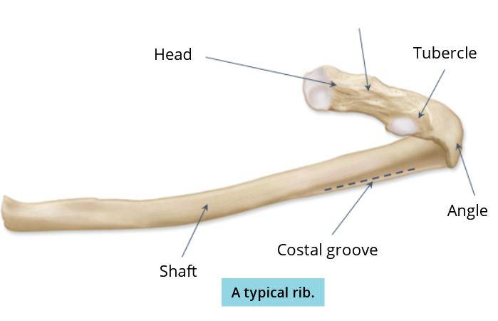 Ribs Anatomy Unlabeled