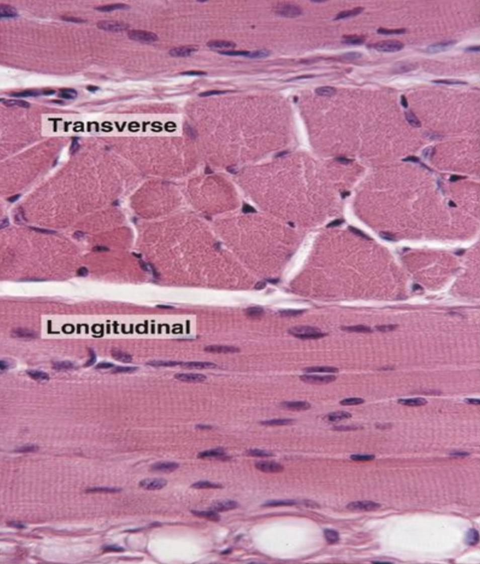 Cardiac Muscle Longitudinal Section Drawing