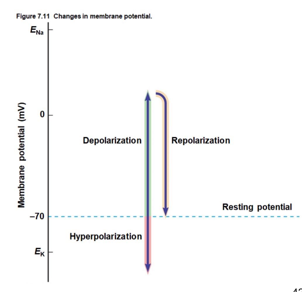 Neuron Repolarization