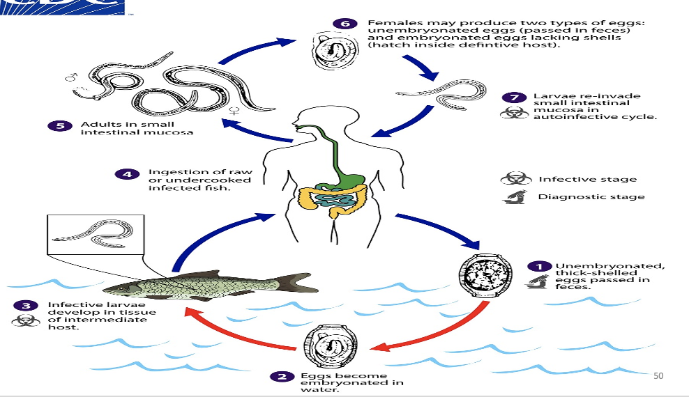 Capillaria Philippinensis Life Cycle