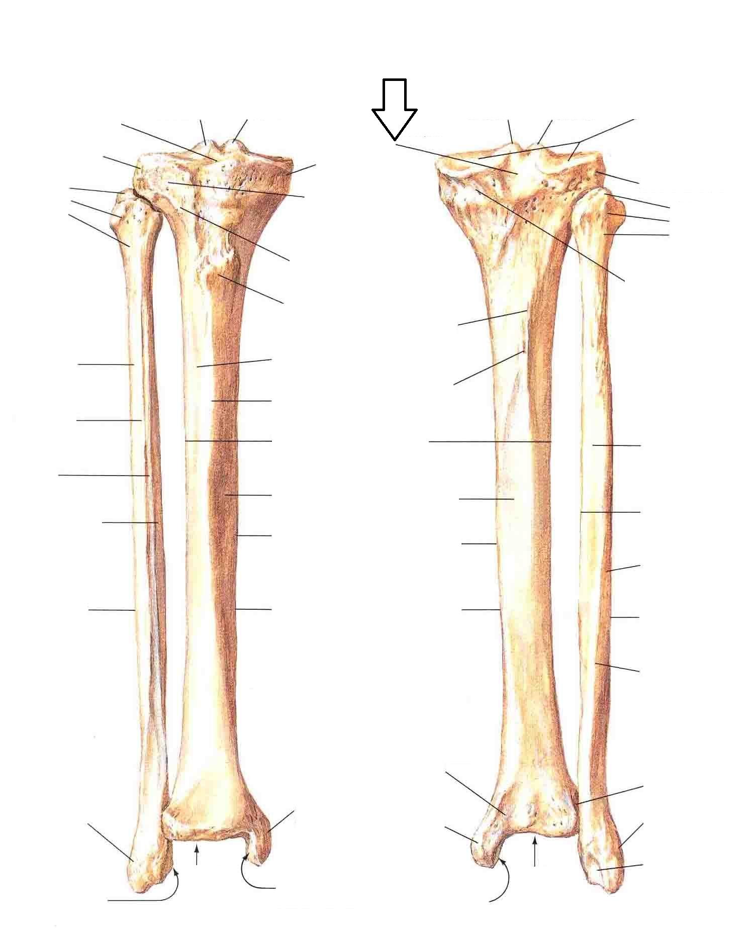 Tibia And Fibula Diagram Unlabeled