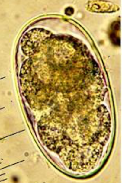 Hyostrongylus Rubidus
