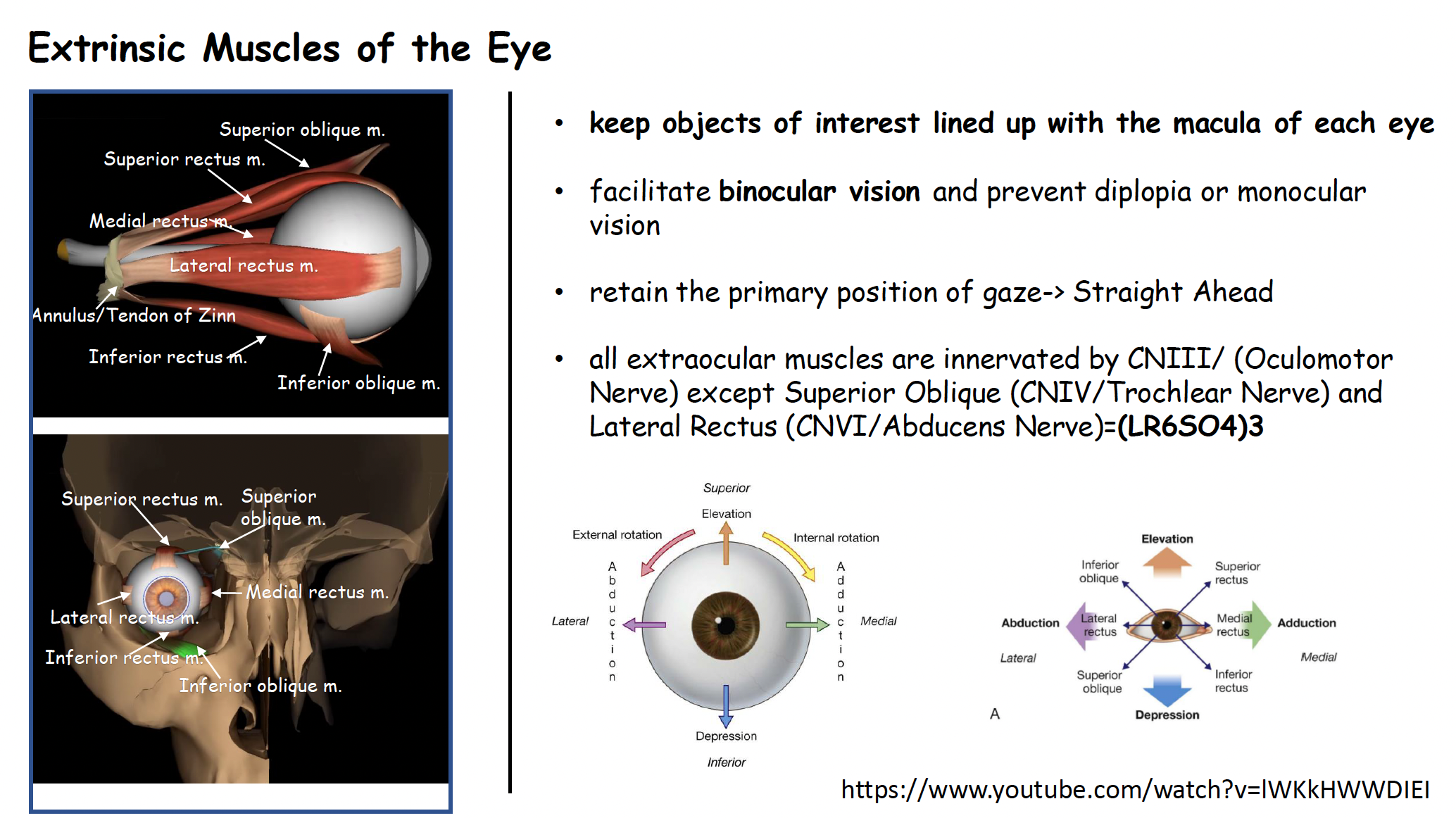 Intrinsic Muscles Of The Eye