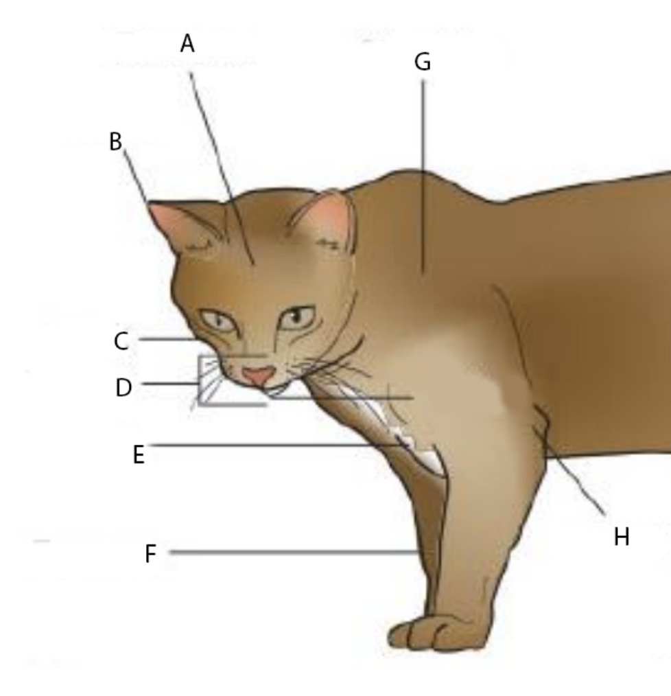 External Body Parts Cats