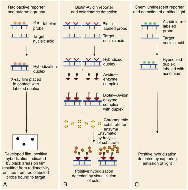 Nucleic Acid Hybridization