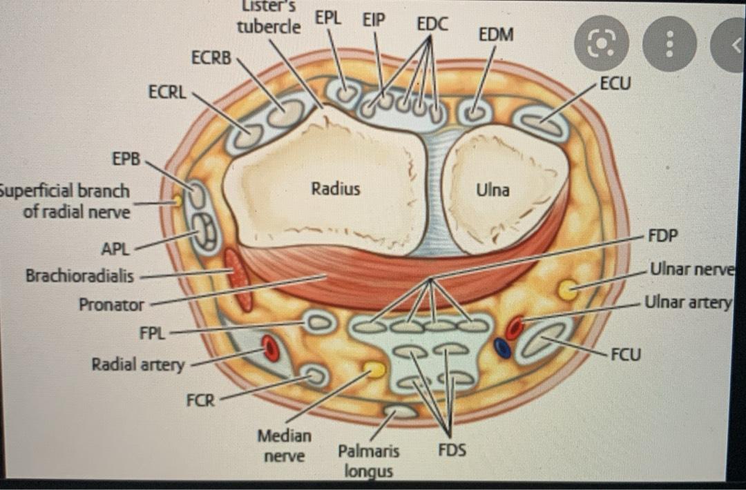 Wrist Anatomy Cross Section