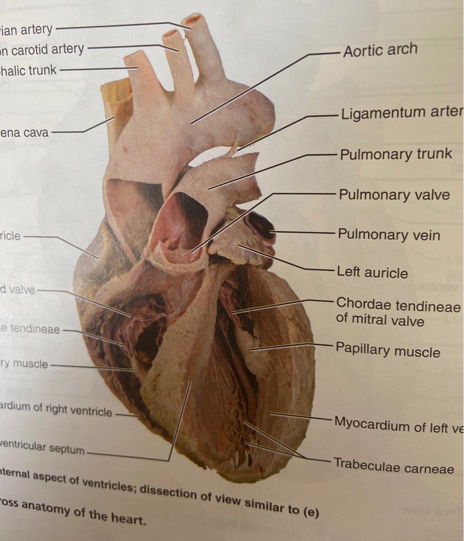 Interatrial Septum Sheep Heart