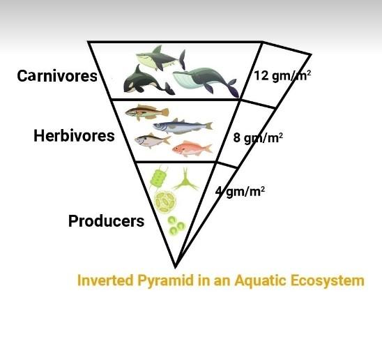 Inverted Pyramid Of Biomass