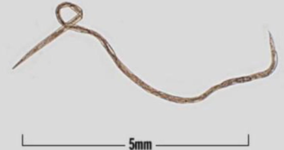 Hyostrongylus Rubidus