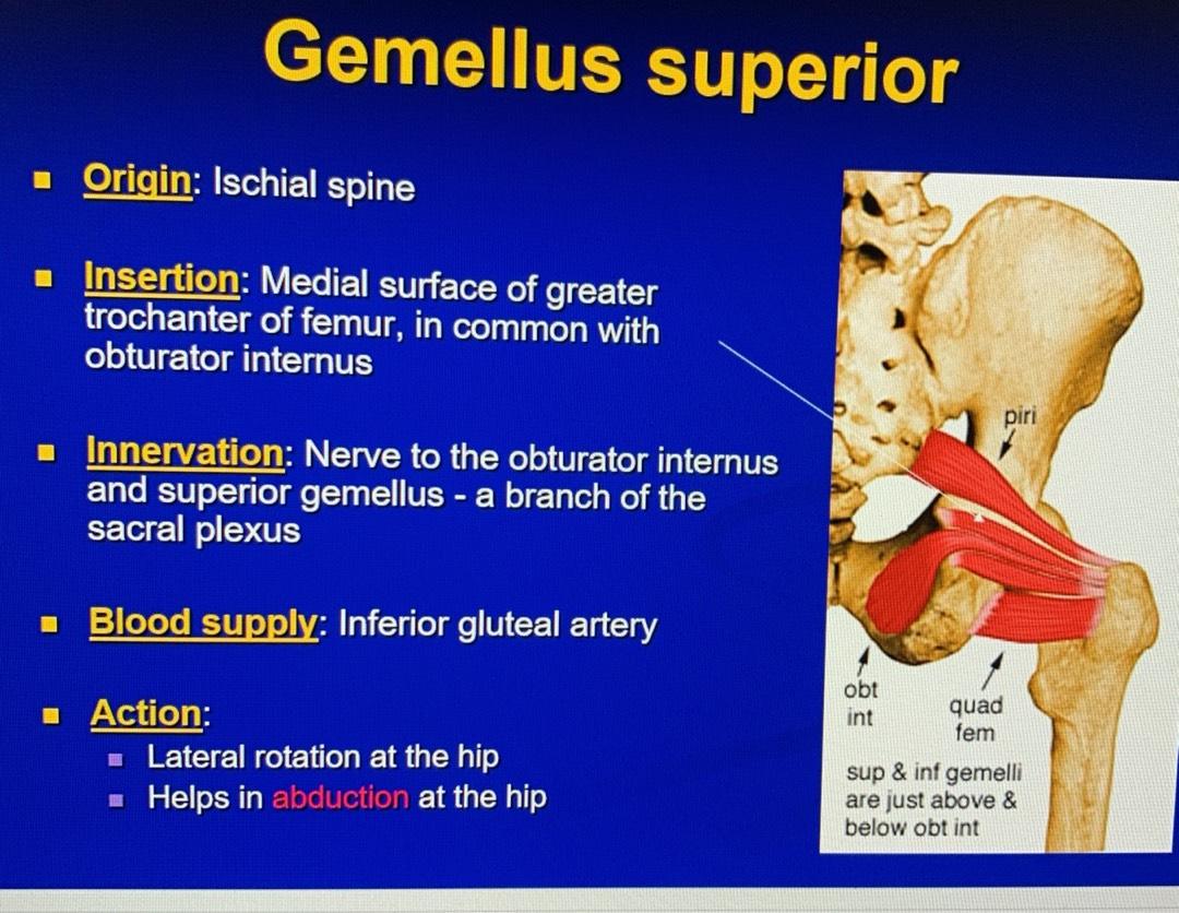 Gemellus Superior