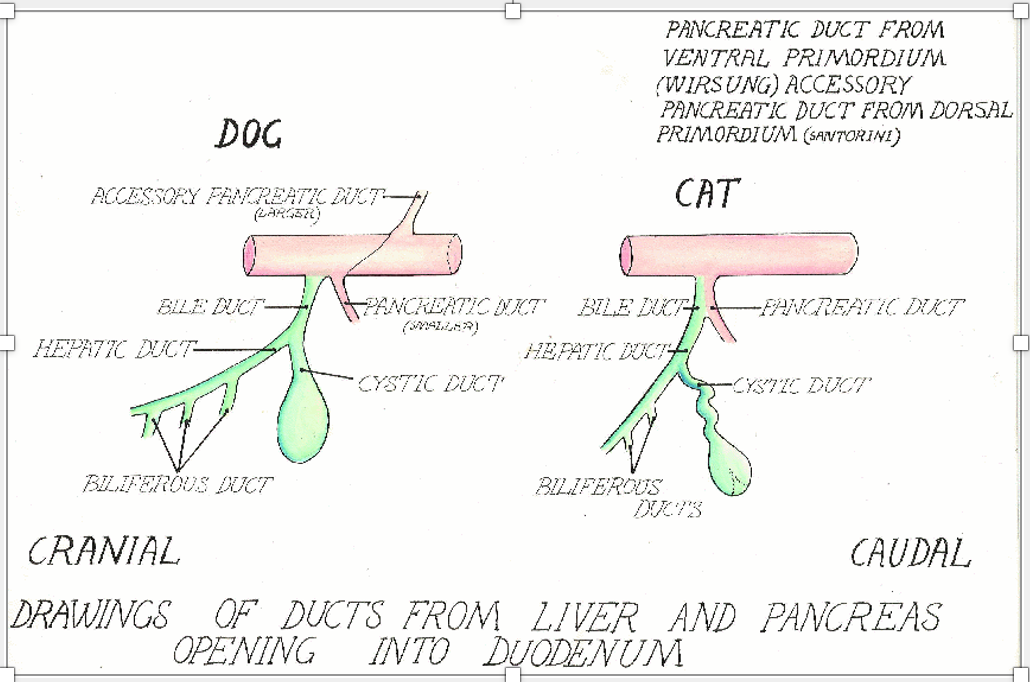 Pancreatic Duct Cat