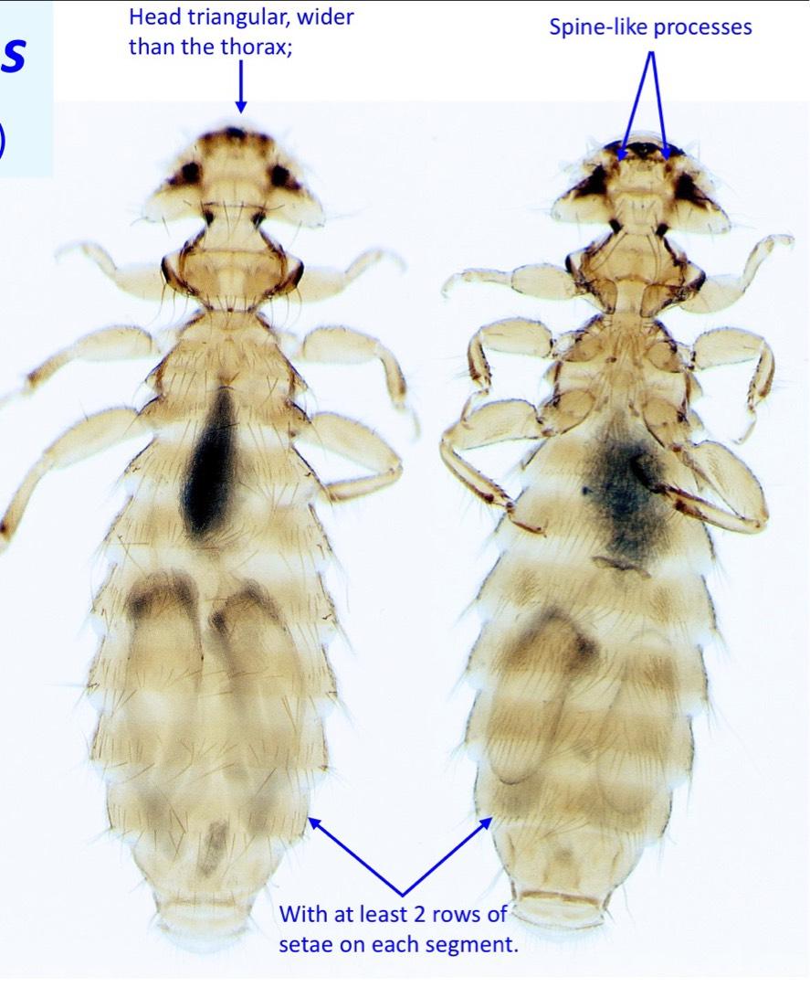 Menacanthus Stramineus