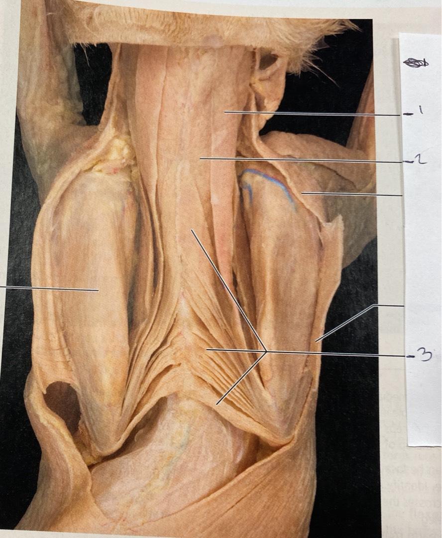 Splenius Muscle Cat