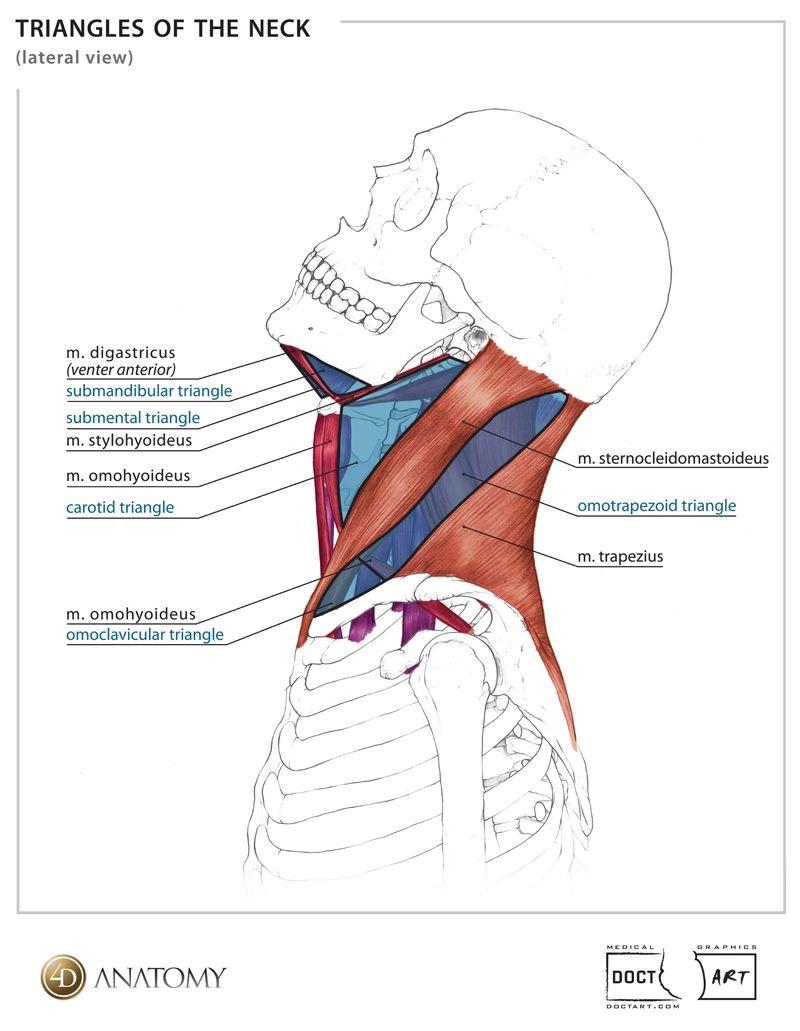 Omoclavicular Triangle