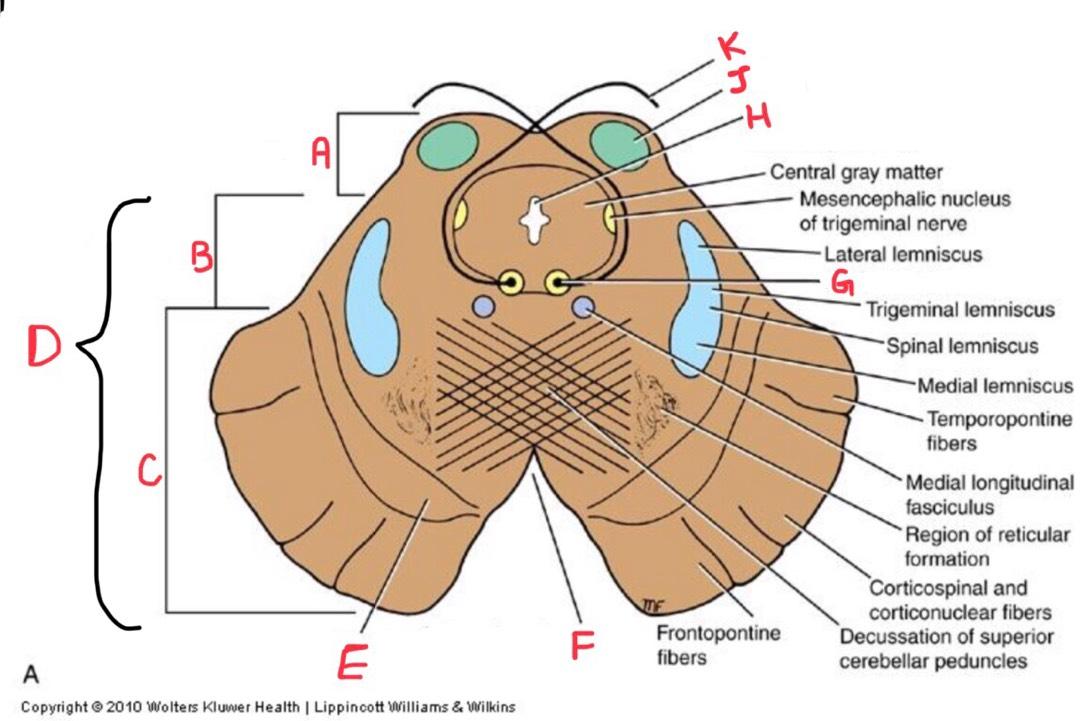 Inferior Cerebellar Peduncle Cross Section