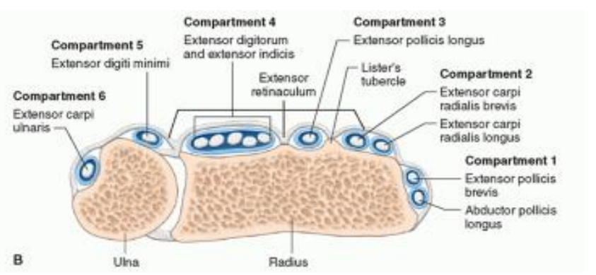 Extensor Retinaculum Compartments