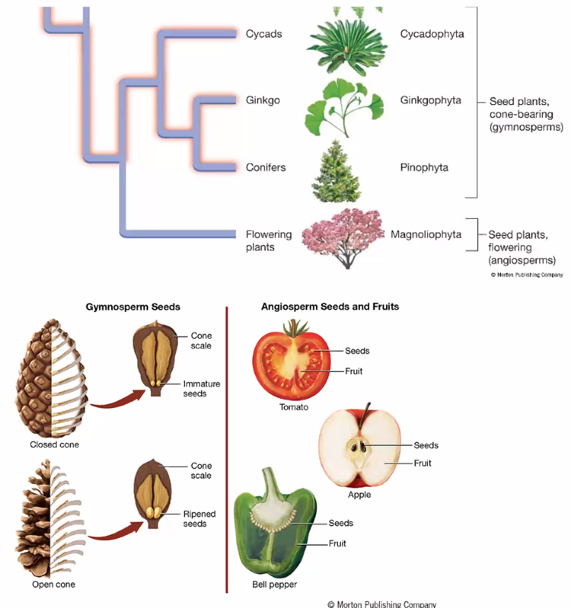 Phylum Coniferophyta Life Cycle