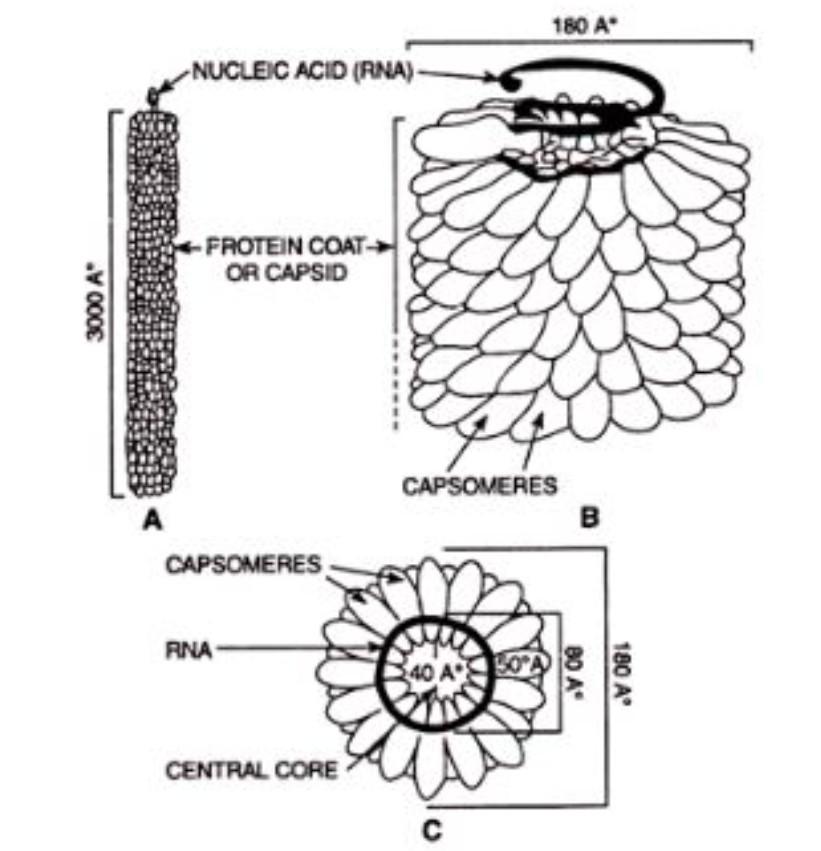 Tobacco Mosaic Virus Diagram