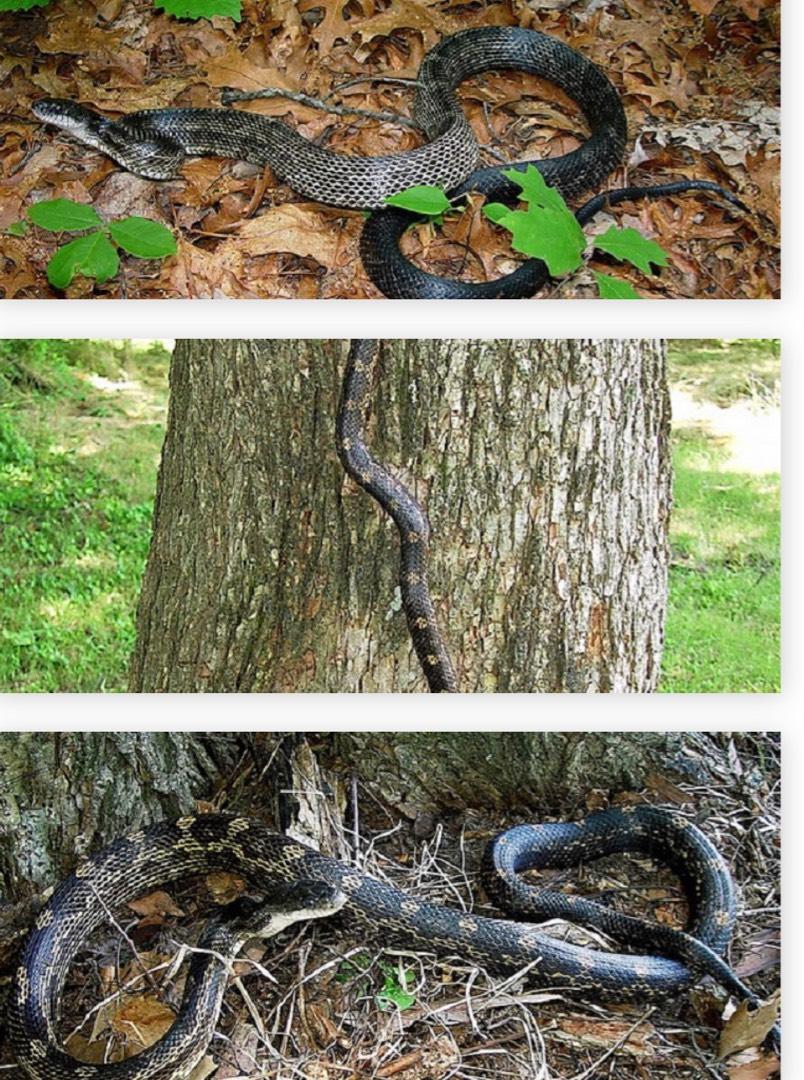 Snakes In Middle Tennessee