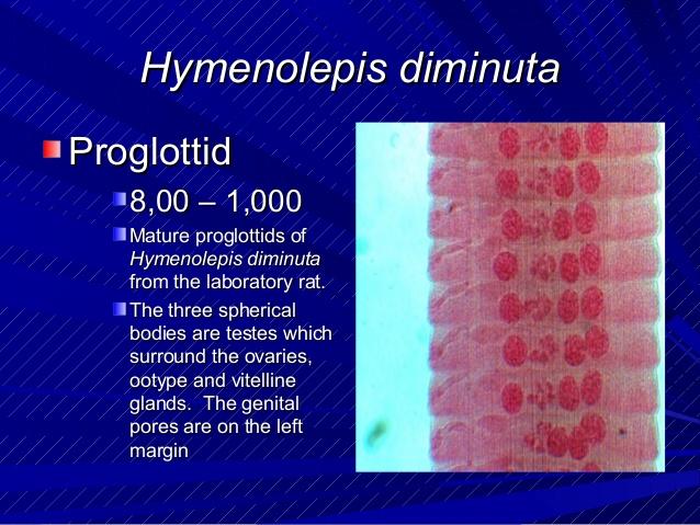 Hymenolepis Nana Gravid Proglottid