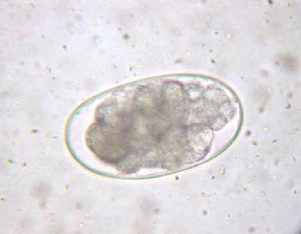 Strongylus Equinus Egg