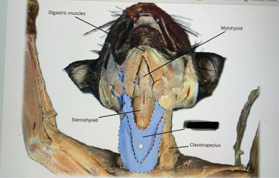 Sternohyoid Cat
